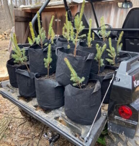 Potting Up Plants - Tips for best nursery productivity