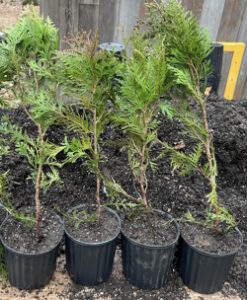 Growing Arborvitaes - Growing Our Retirement In your backyard plant nursery