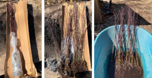 Planting bare root trees - Growing Our Retirement A step by Step Guide ...