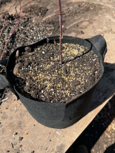 Planting bare root trees - Growing Our Retirement A step by Step Guide ...