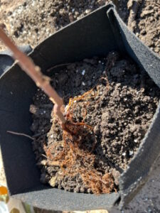 Planting bare root trees - Growing Our Retirement A step by Step Guide ...