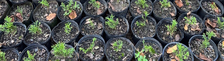 How To Start A Plant Nursery - Low Cost Start Up - Growing Our Retirement